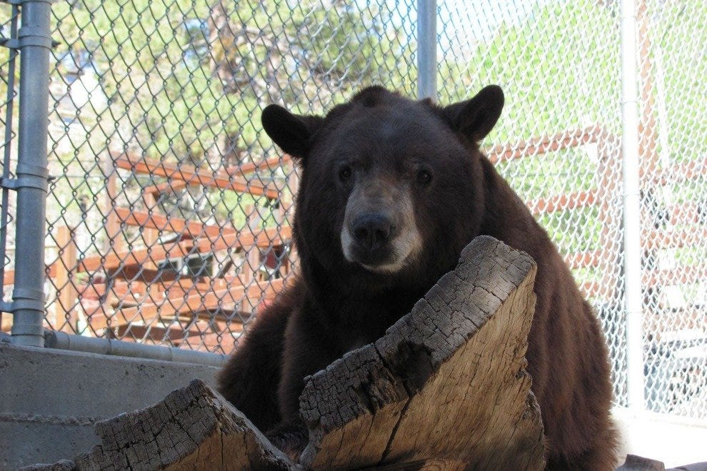 Big Bear Alpine Zoo Palm Springs Attractions Review 10Best Experts Big Bear Alpine Zoo Palm Springs Attractions Review 10Best Experts