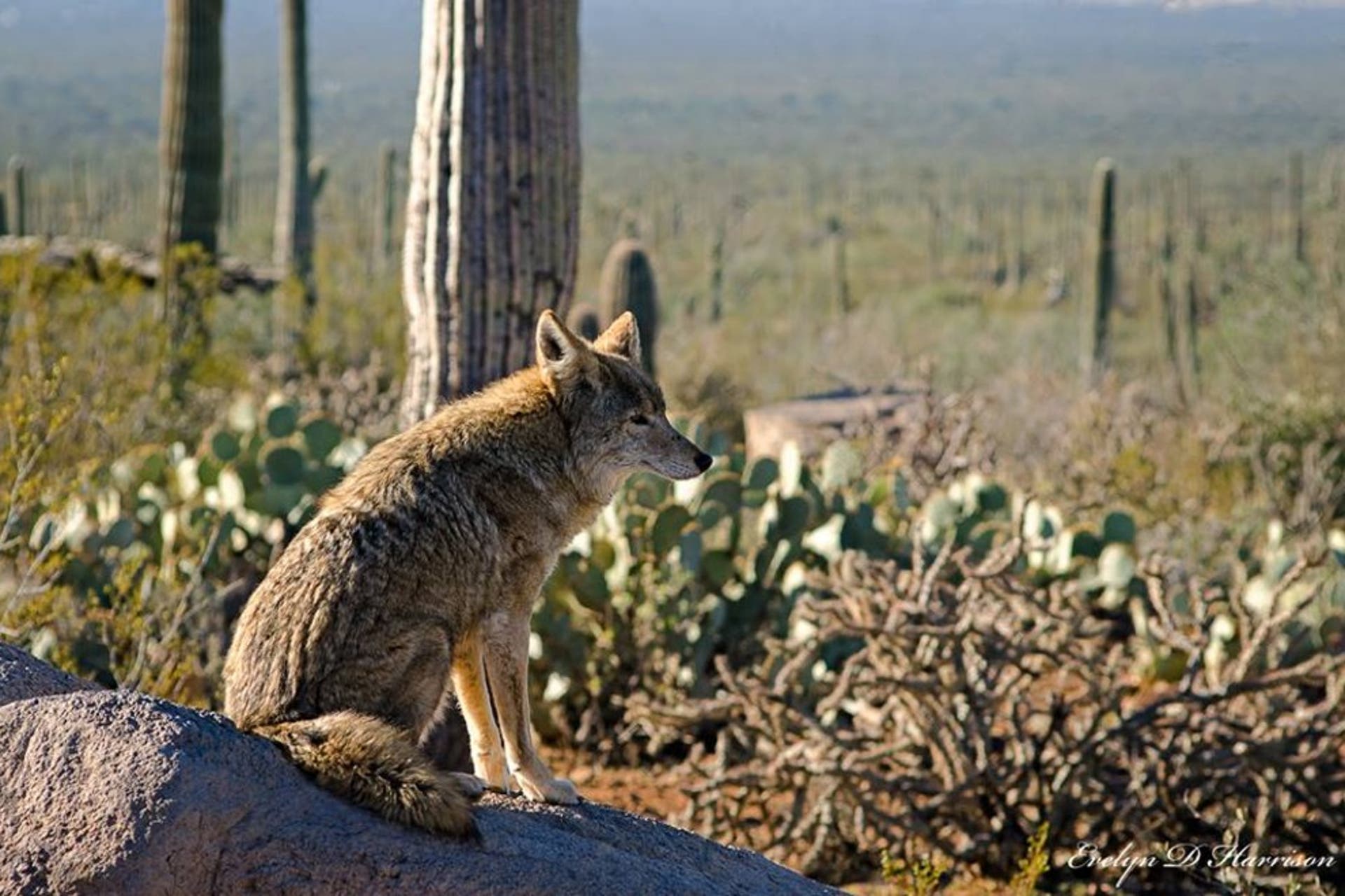 The 10 best malls and shopping centers in Tucson, ranked