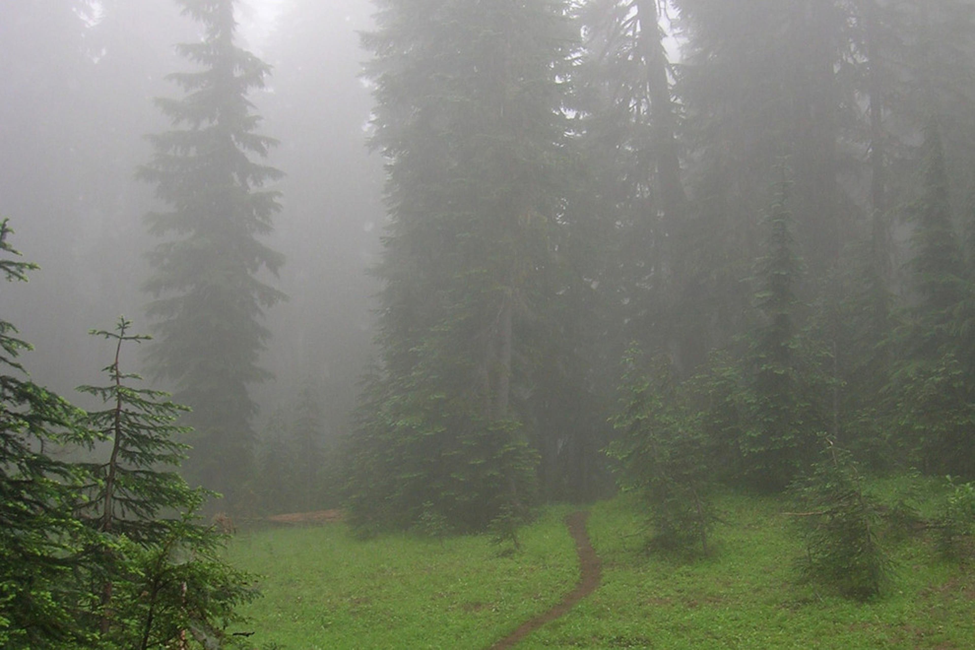 10 Of The Most Haunted Trails In The Evergreen State