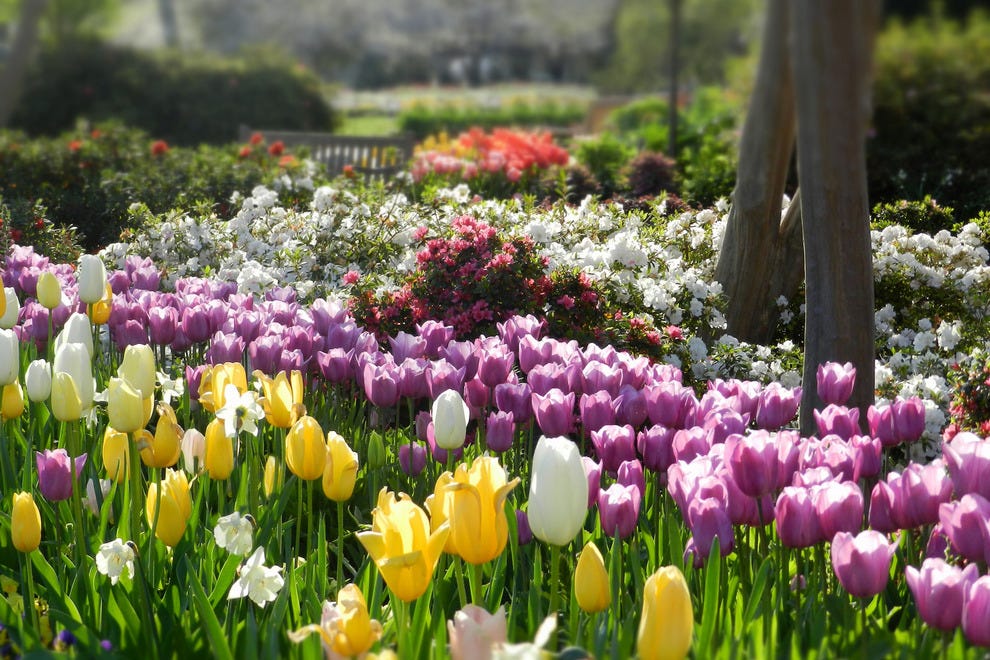 Top 10 Best Flower Pictures at Lucinda Mccathie blog