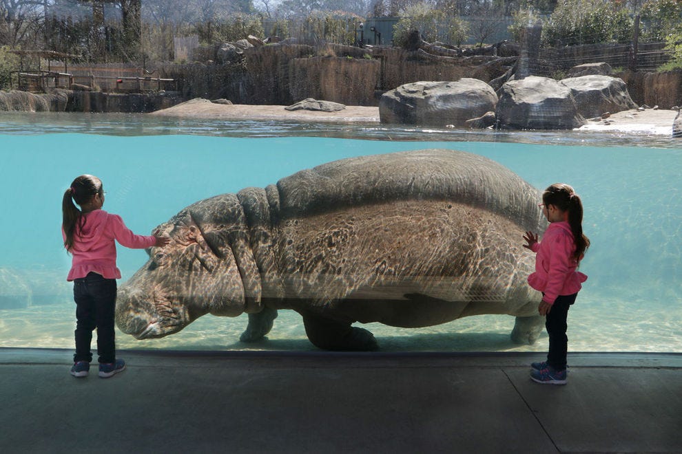 Best Zoo Exhibit Winners (2018) | USA TODAY 10Best