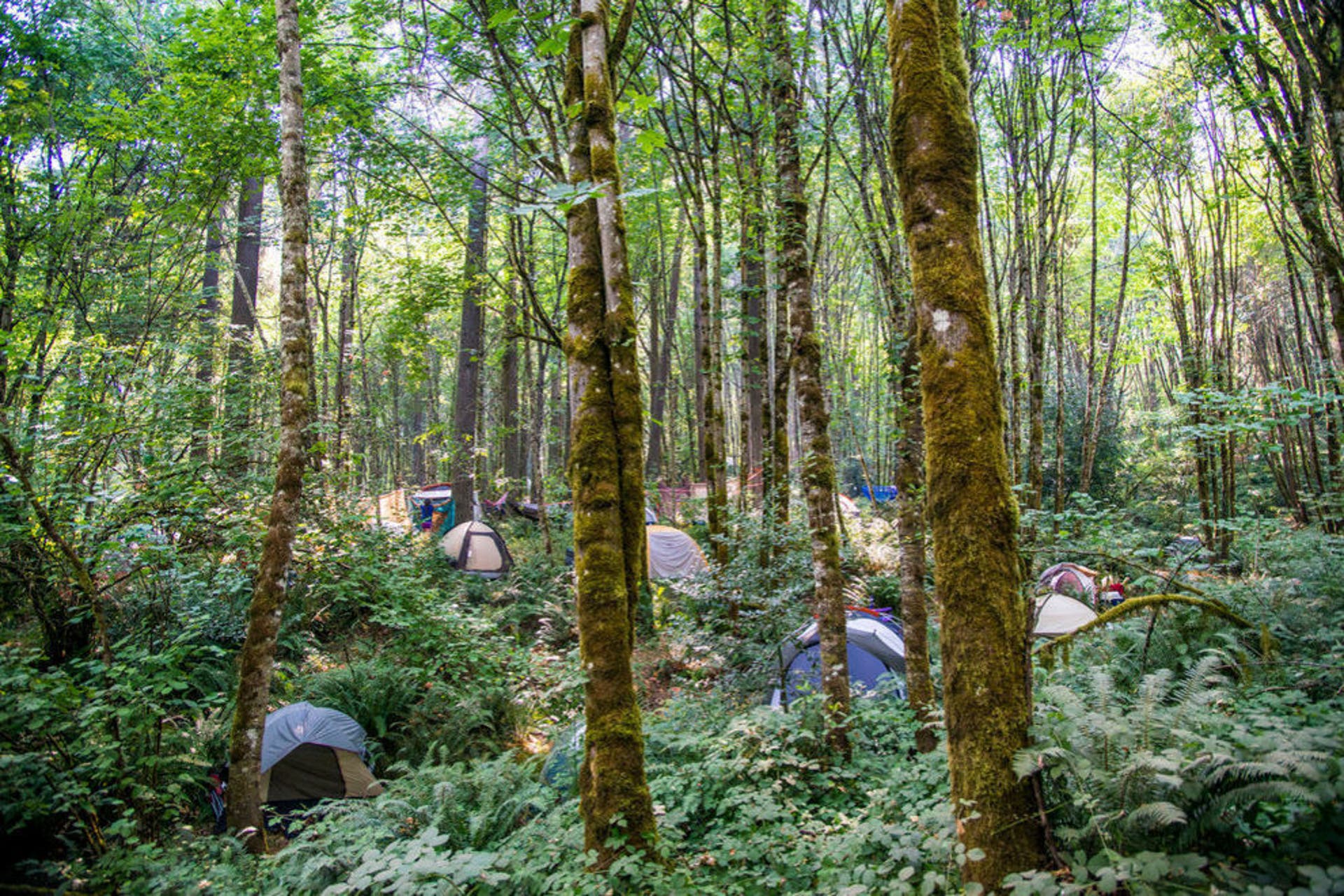 Everything you need to know about Pickathon, a unique Oregon festival