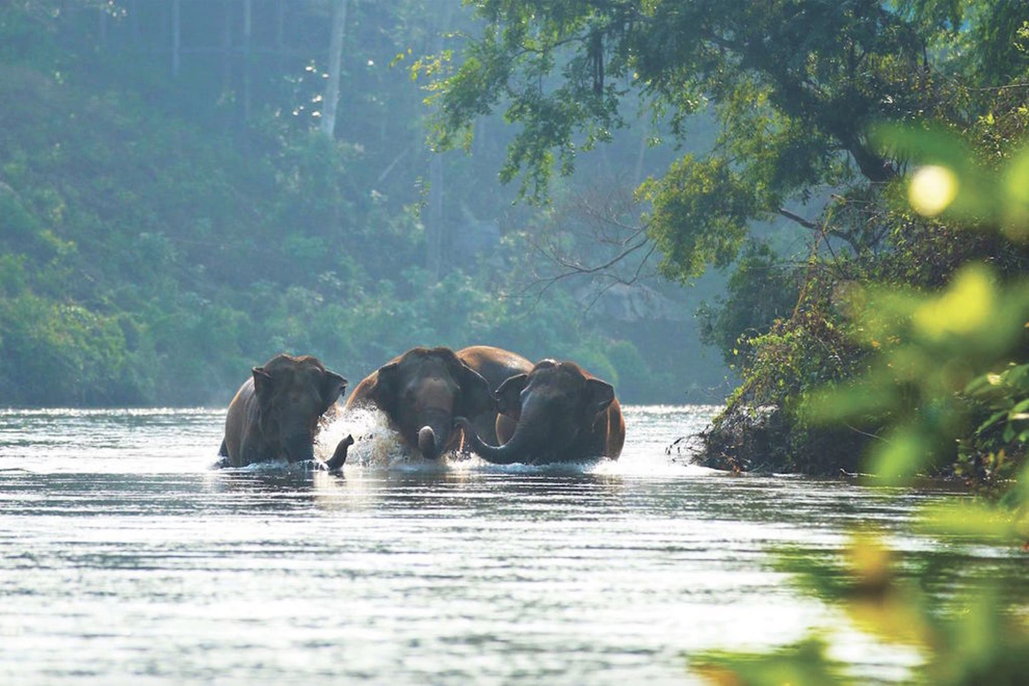 10 ethical places you need to go to interact with elephants