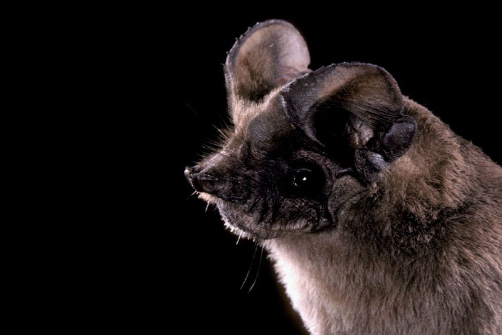 What it's like to visit the largest bat house colony in the world