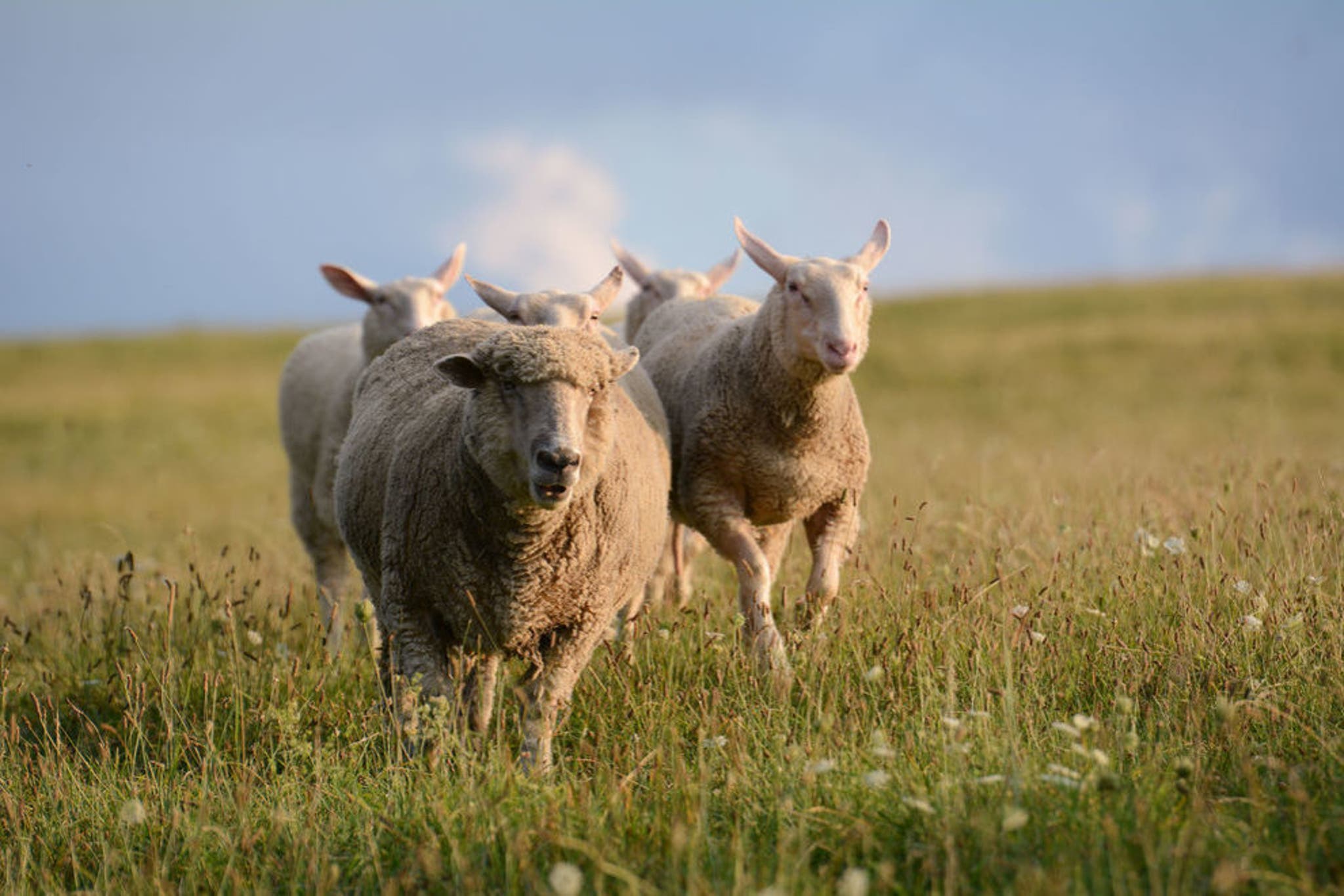 10 amazing animal sanctuaries in the U.S. that you need to visit