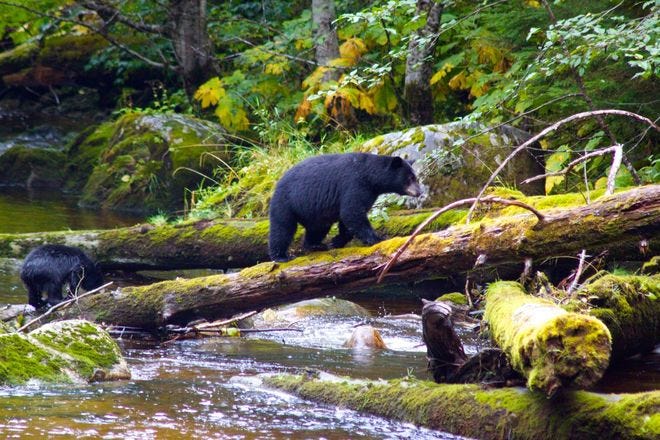 Indigenous tourism in British Columbia: How to visit in a respectful way