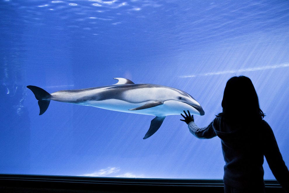 hana-dolphins22_54_990x660.jpg