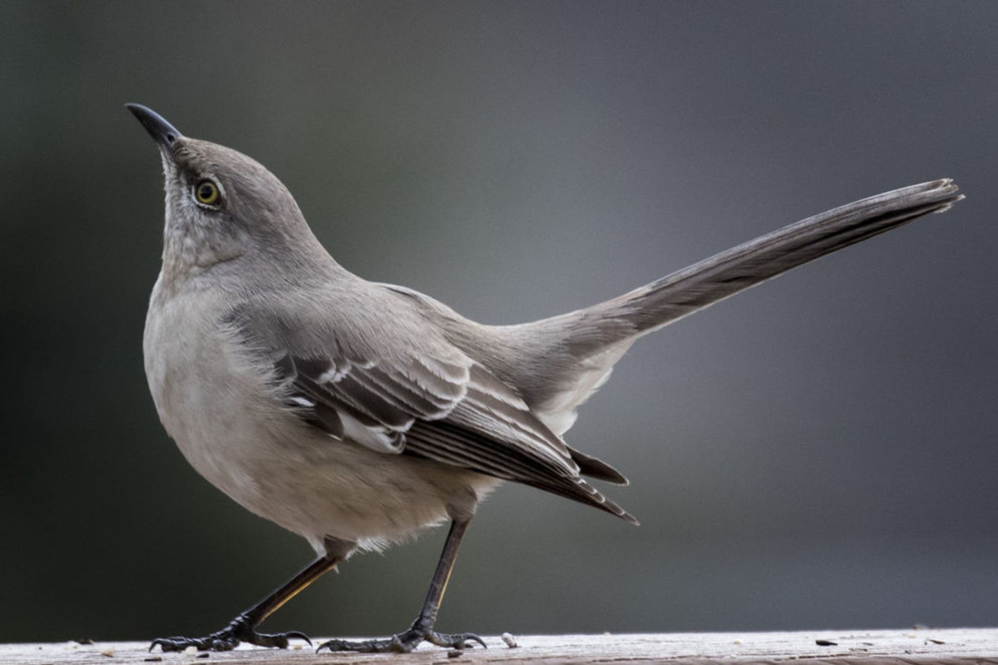 What are the official state birds for all 50 states?