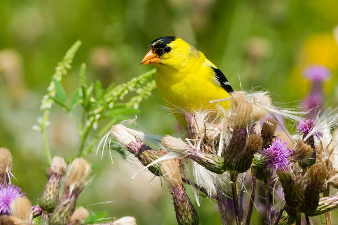 What are the official state birds for all 50 states?
