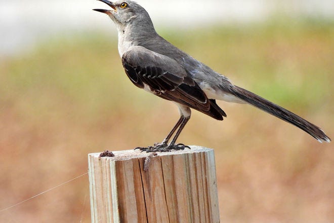 What are the official state birds for all 50 states?