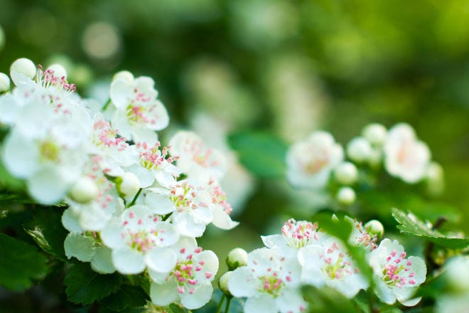 What are all 50 official state flowers?