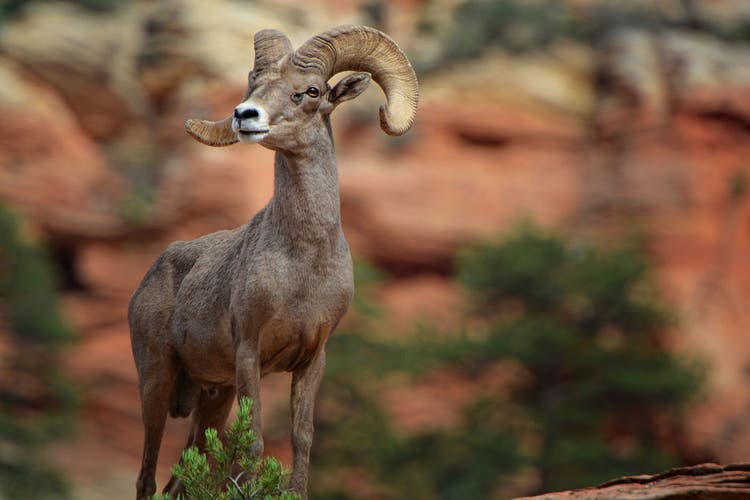 10 amazing animals that live in U.S. national parks