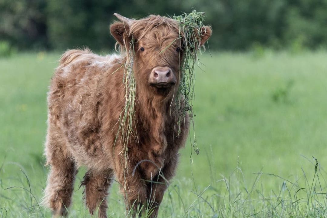 Everything you want to know about fluffy cows