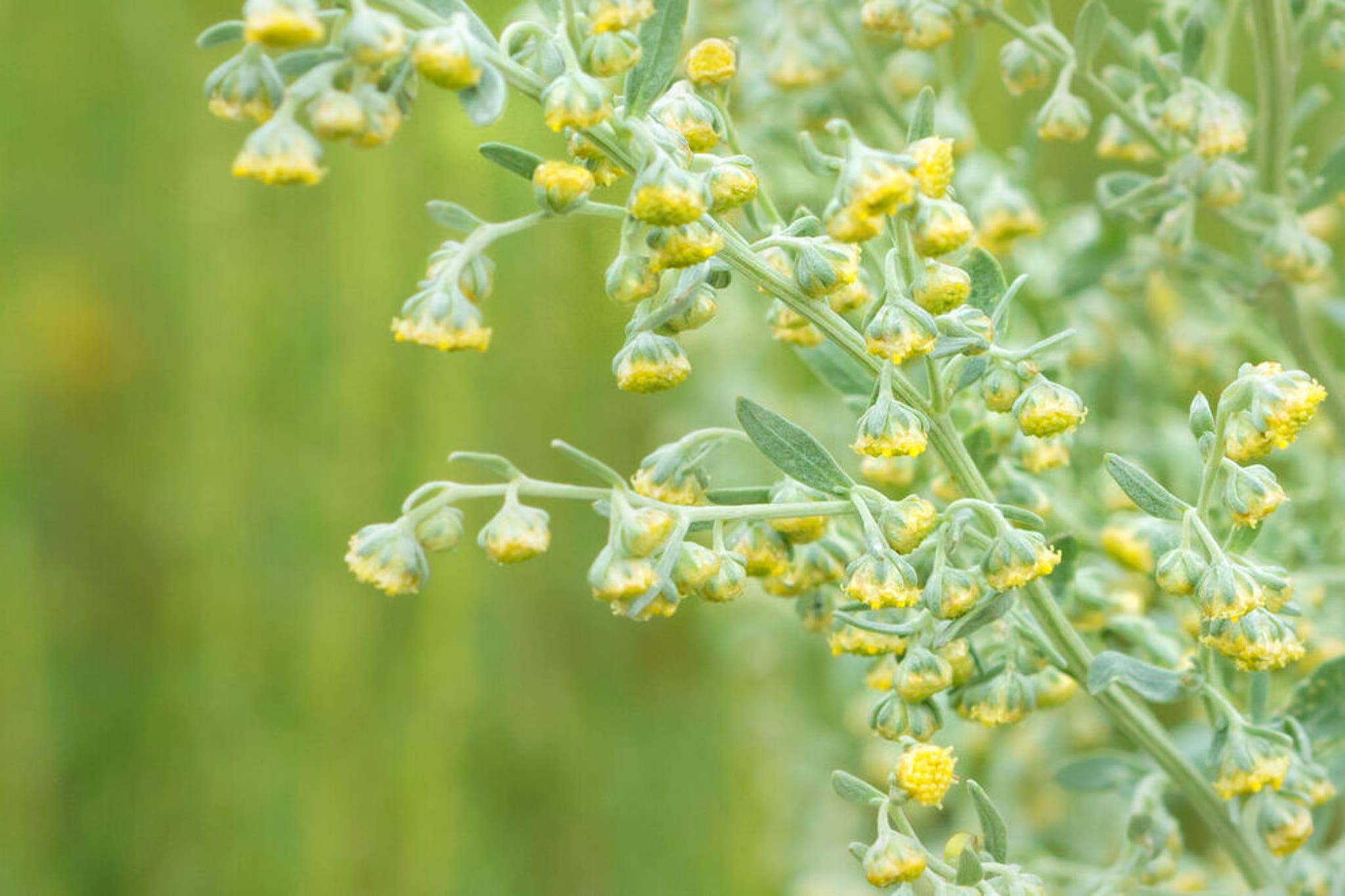 What is Absinthe and will it make you hallucinate?