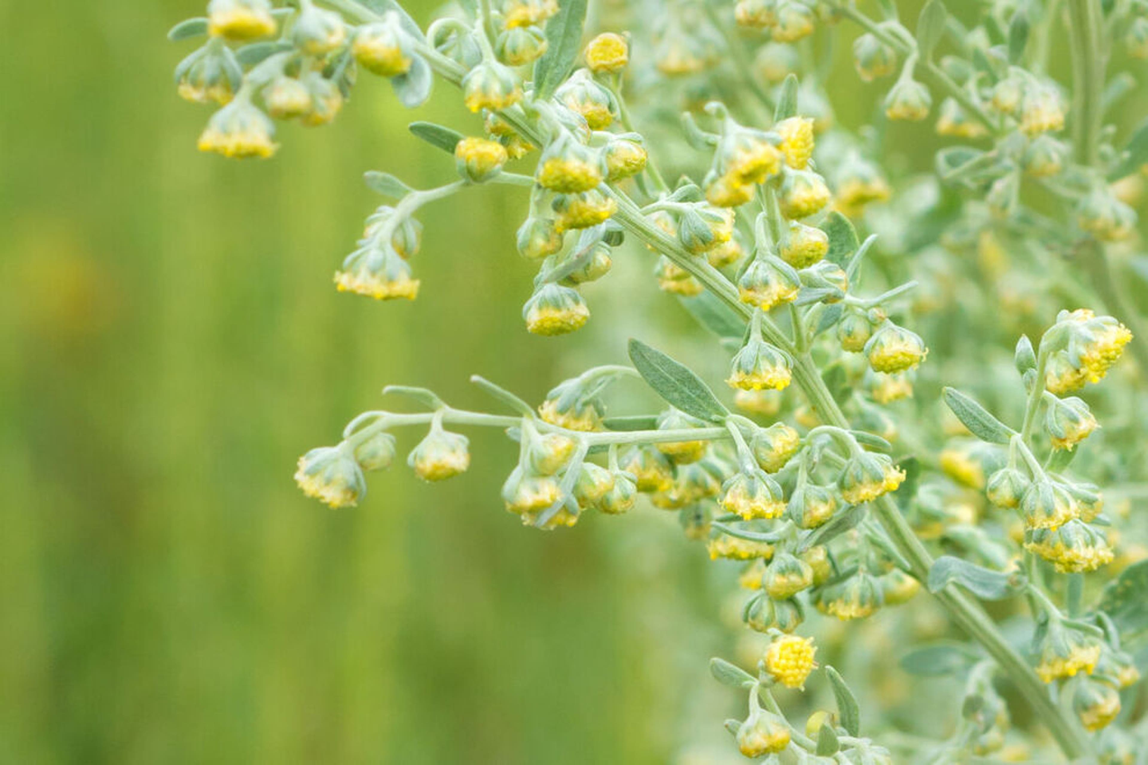 What is Absinthe and will it make you hallucinate?