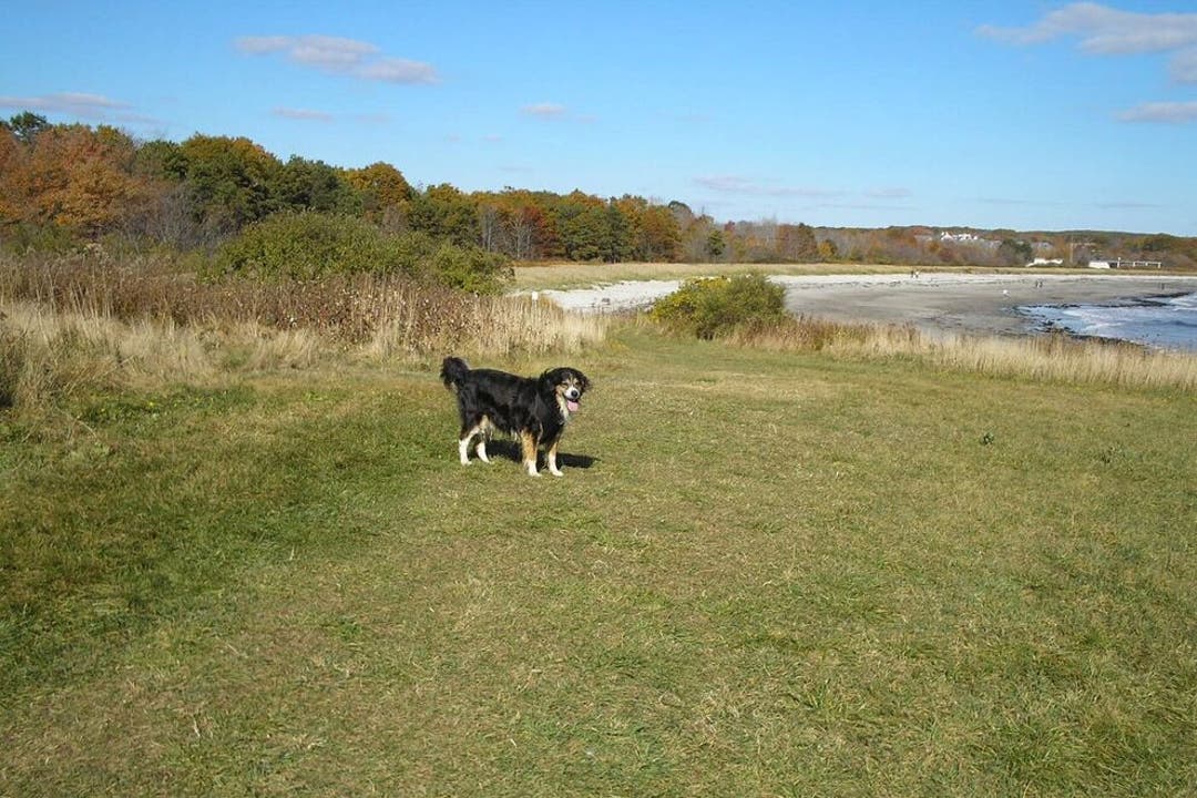 10 of the best dog-friendly hotels in New England