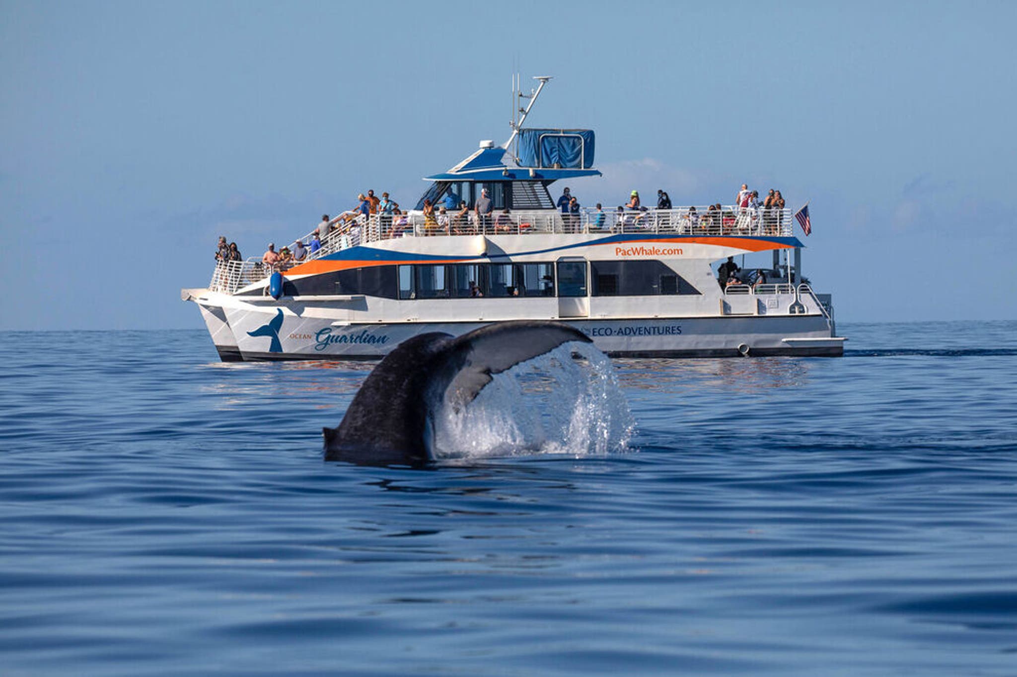 PacWhale Eco-Adventures by Pacific Whale Foundation