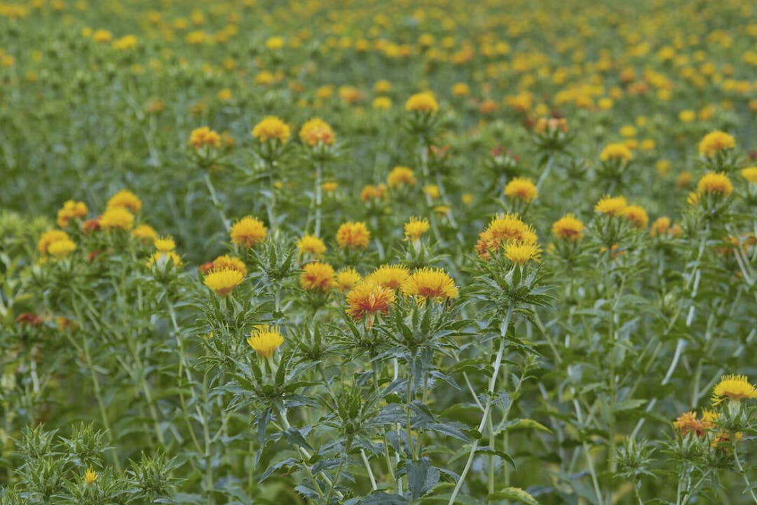 10 Studio Ghibli locations you can visit right now