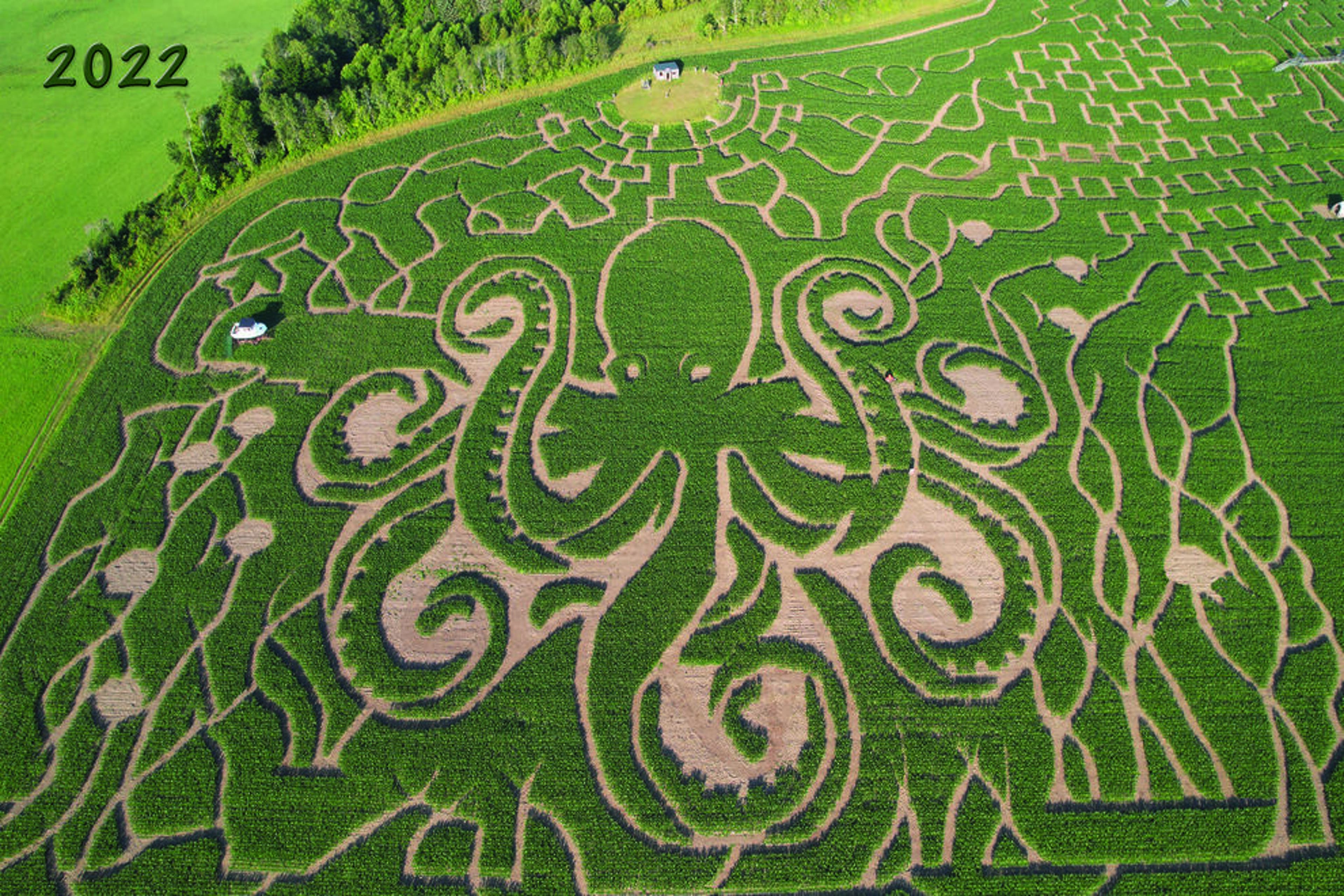 corn maze cornwall