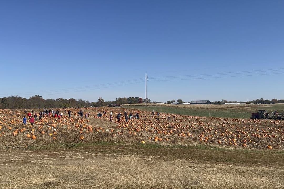 10 best pumpkin patches in the US for picking pumpkins