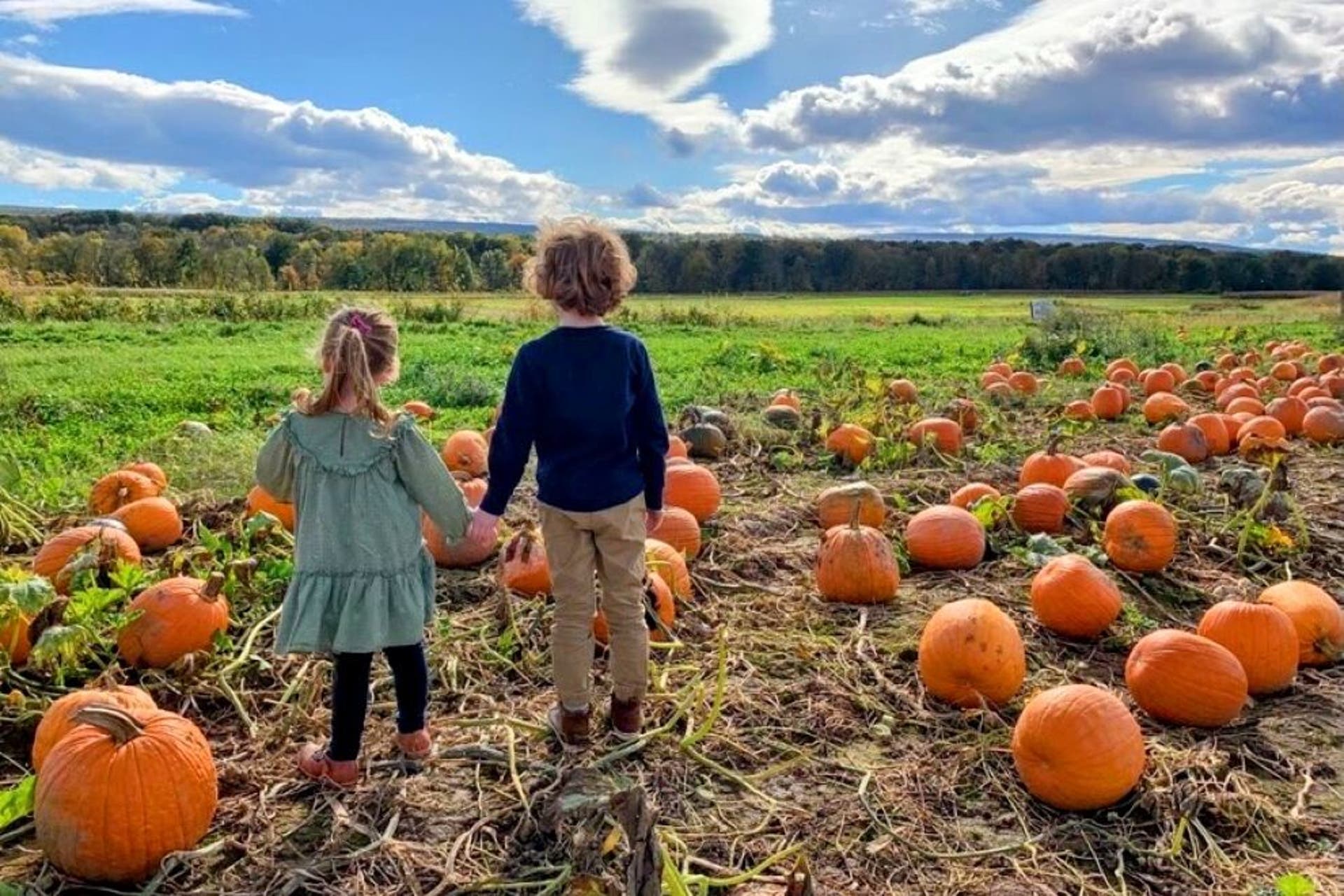 10 best pumpkin patches in the US for picking pumpkins