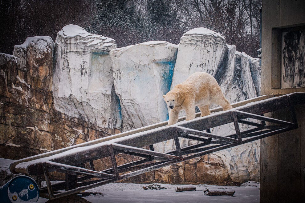 Glacier Run at Louisville Zoo