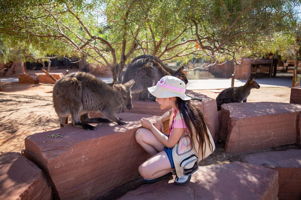 Australian Adventures at The Living Desert Zoo and Gardens: 2025 USA ...