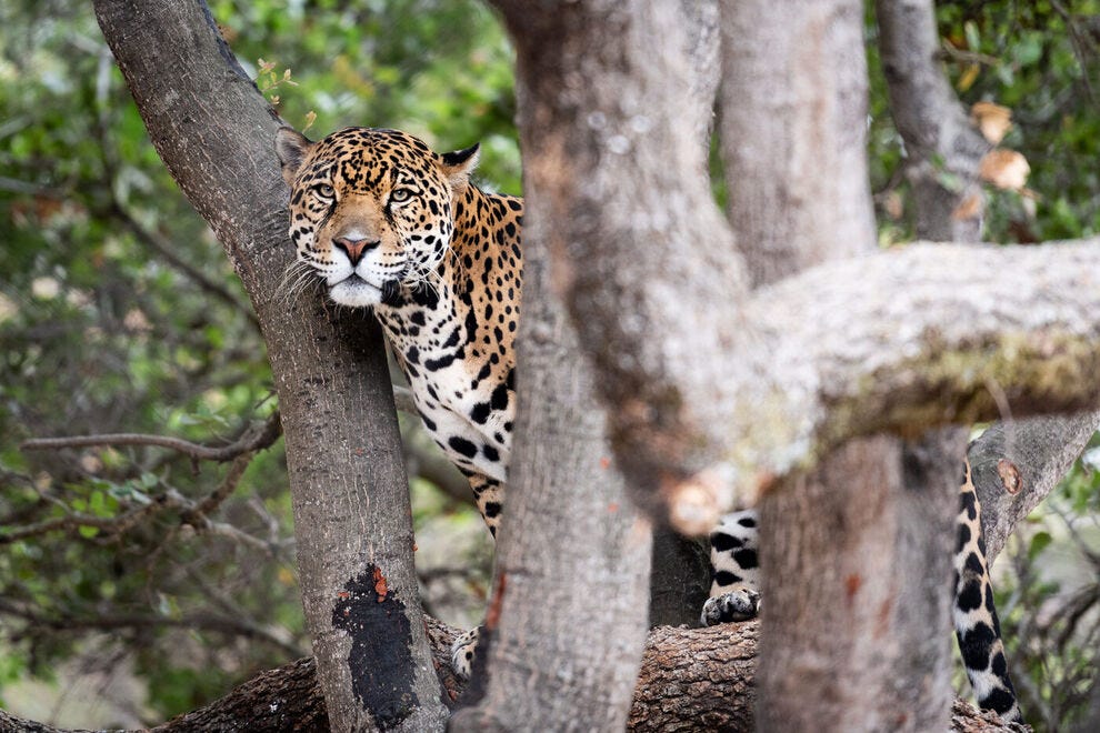 California Trail at Oakland Zoo
