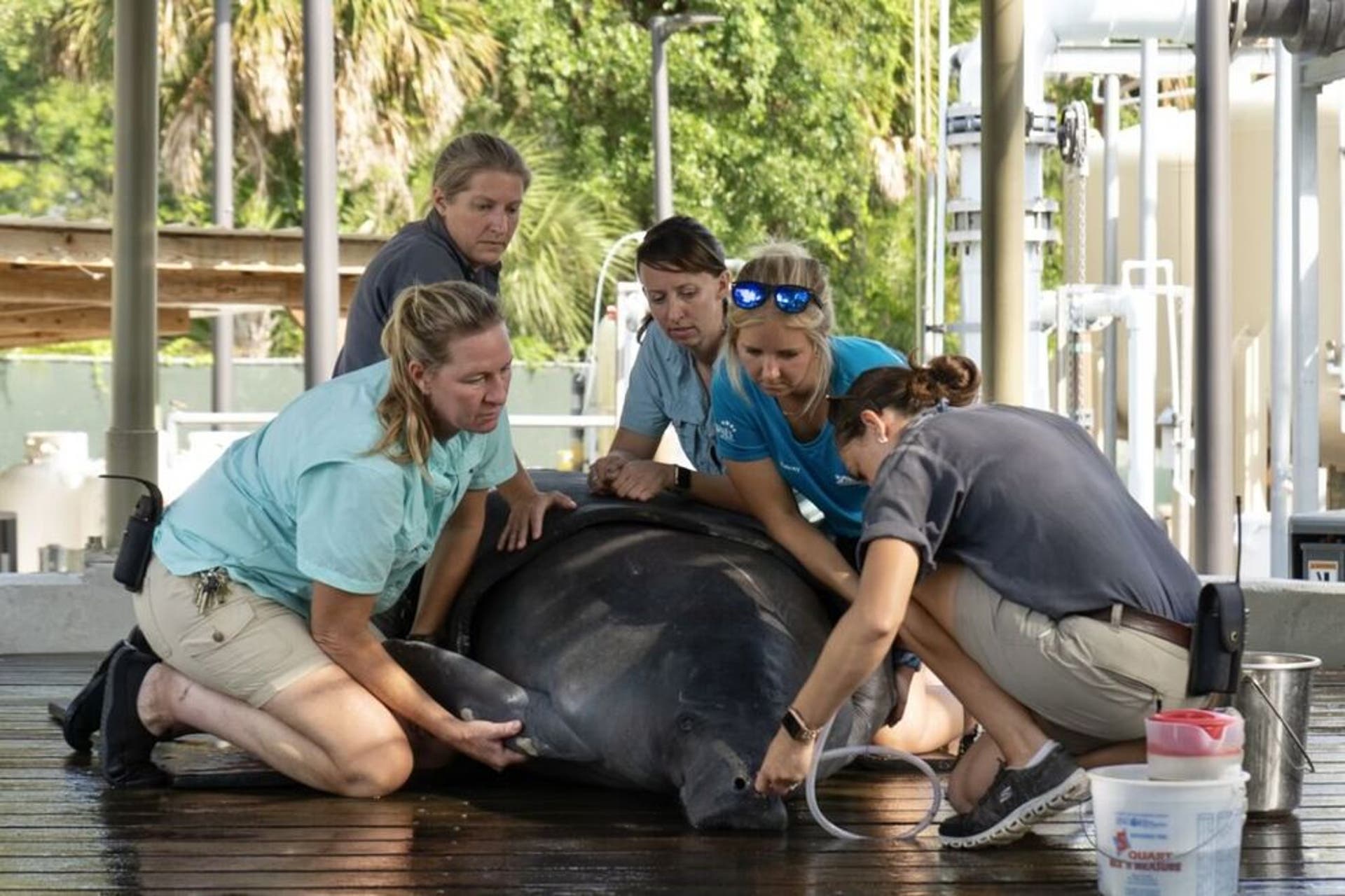 David A. Straz, Jr. Manatee Critical Care Center at ZooTampa