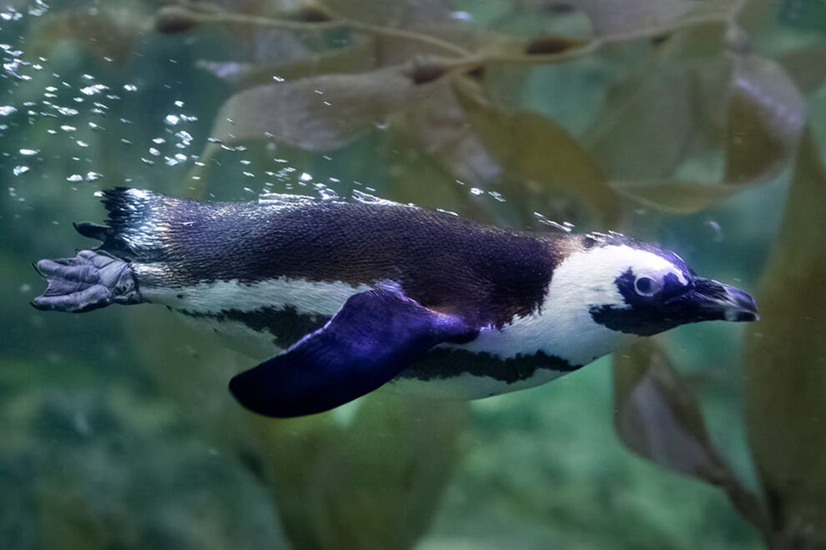 Dive into aquatic marvels at the 10 best aquariums in the US