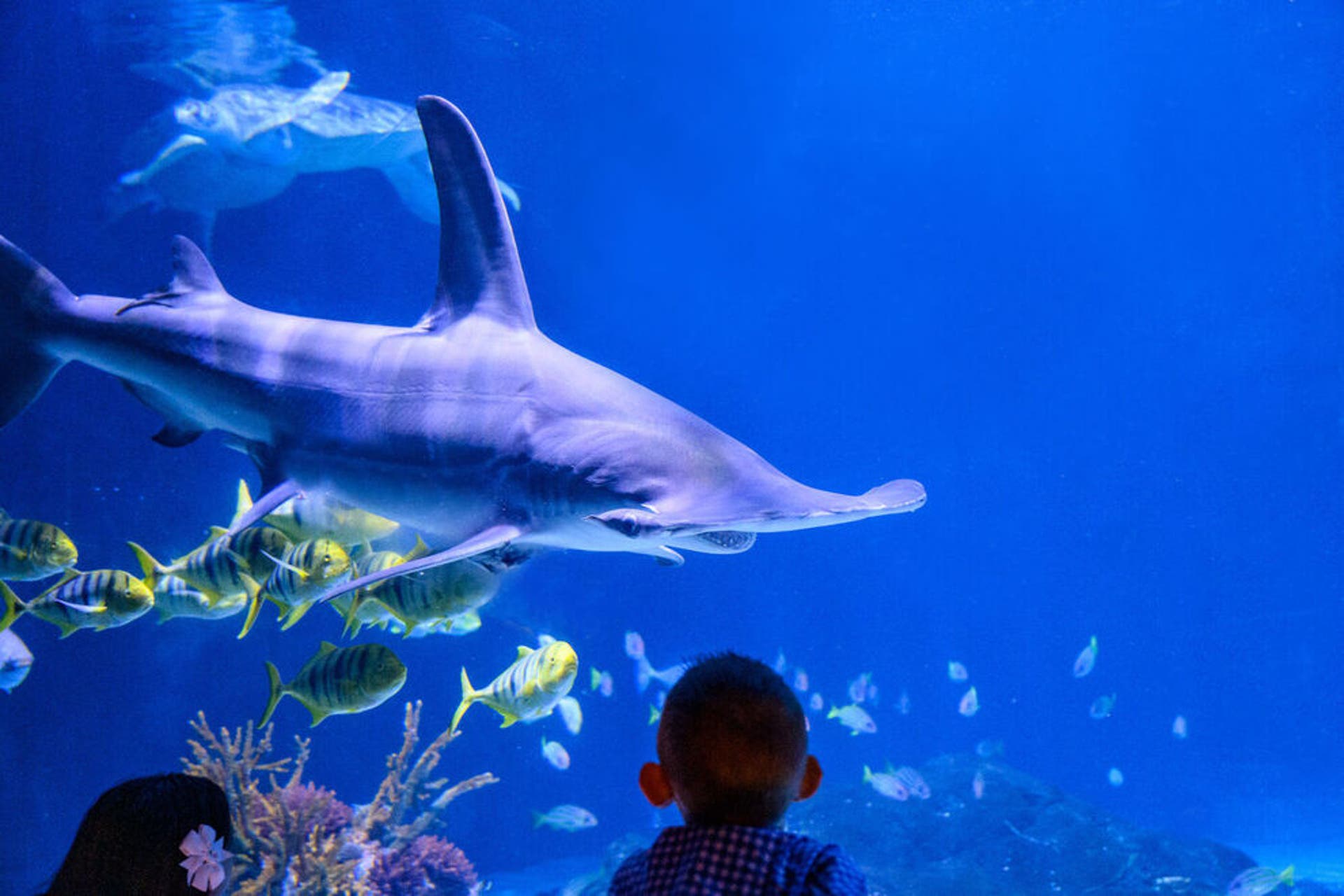 Dive into aquatic marvels at the 10 best aquariums in the US