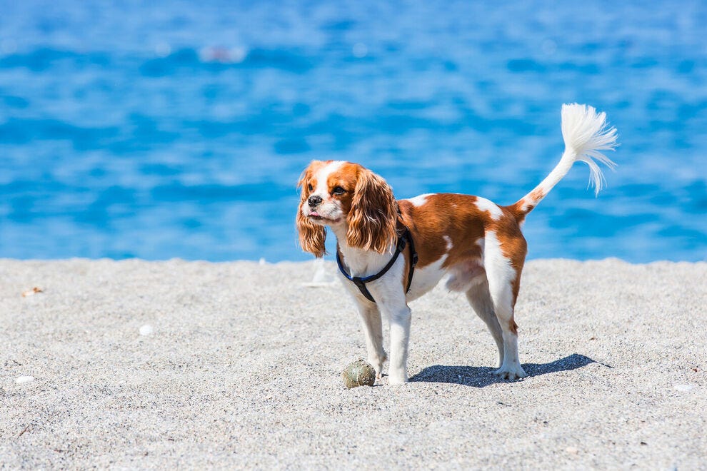 Jupiter Dog Beach
