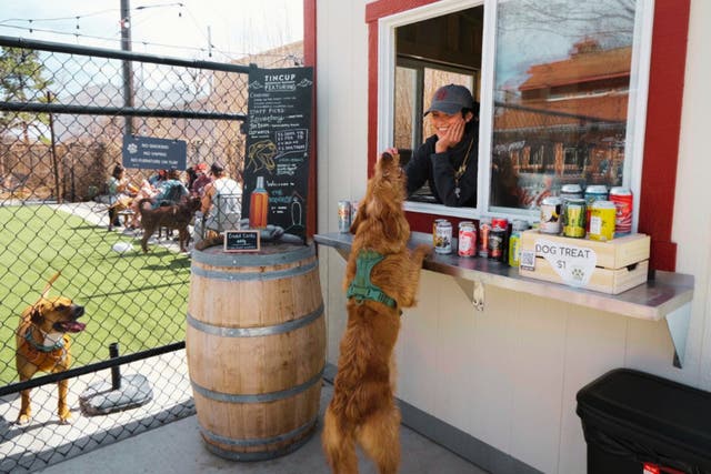 10 best places to sip with your pup: Top dog bars in the US
