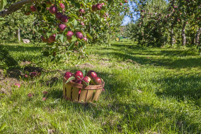10 best apple orchards in the US for going apple picking
