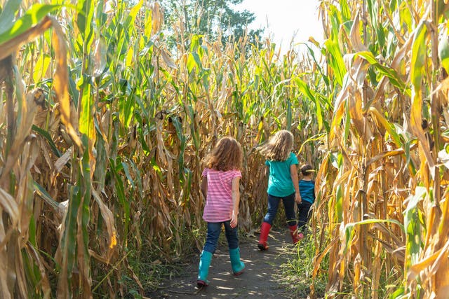 10 best corn mazes in the US you won't want to miss this fall