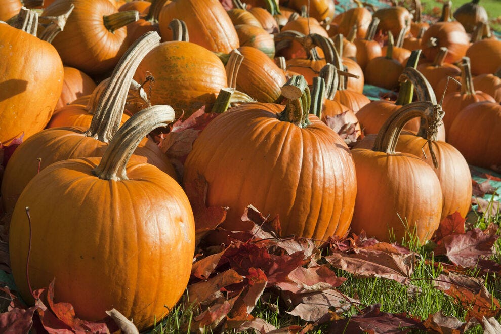 Mesilla Valley Maze: 2025 USA TODAY 10BEST Readers' Choice Awards