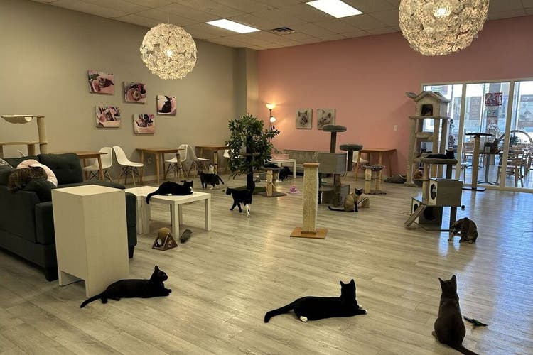 10 of the best cat cafes in the US for coffee and cuddles