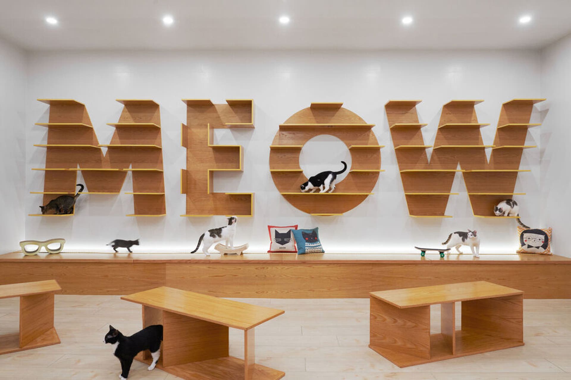 10 of the best cat cafes in the US for coffee and cuddles