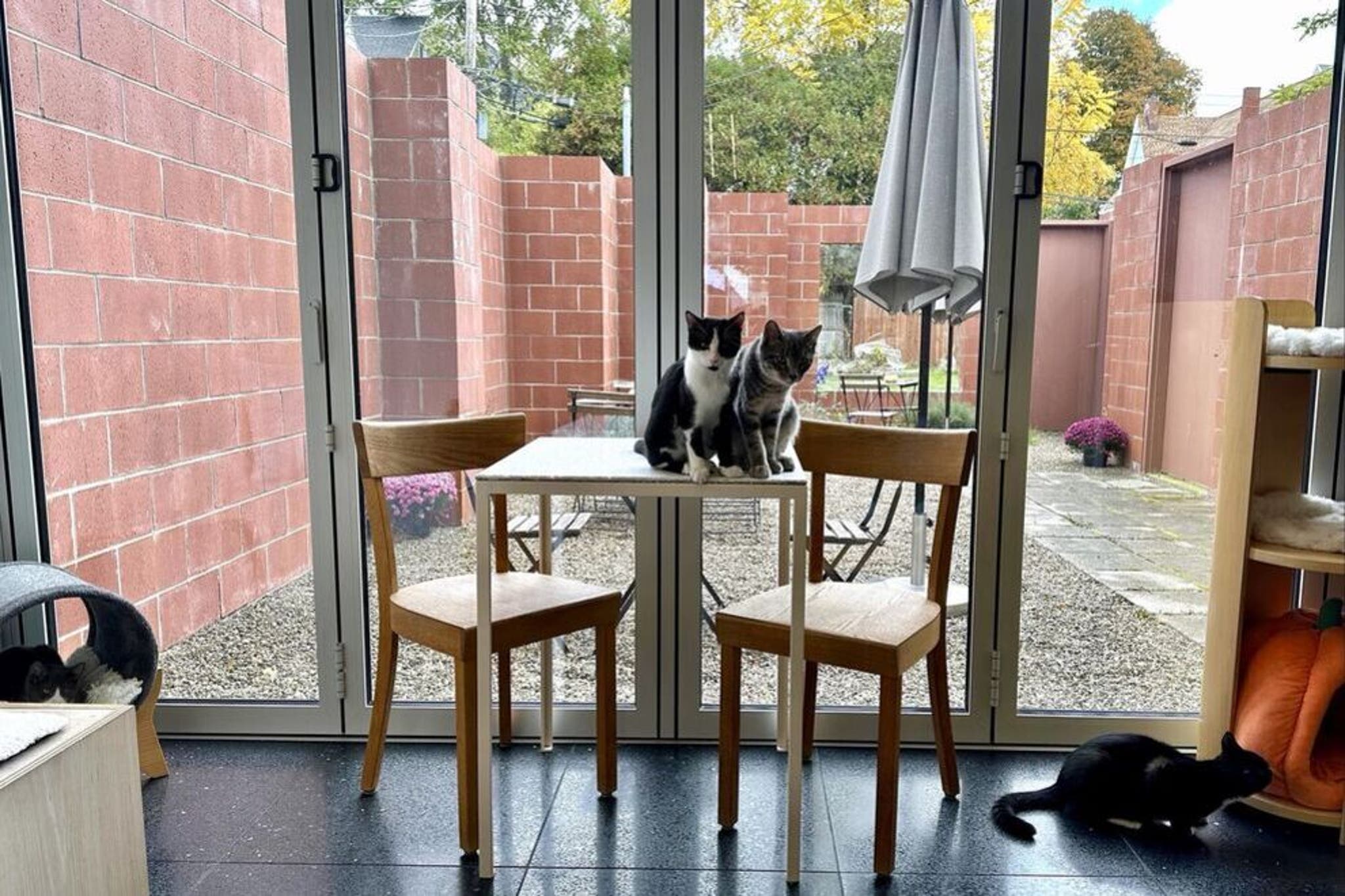 10 of the best cat cafes in the US for coffee and cuddles