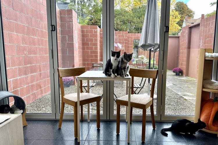 10 of the best cat cafes in the US for coffee and cuddles