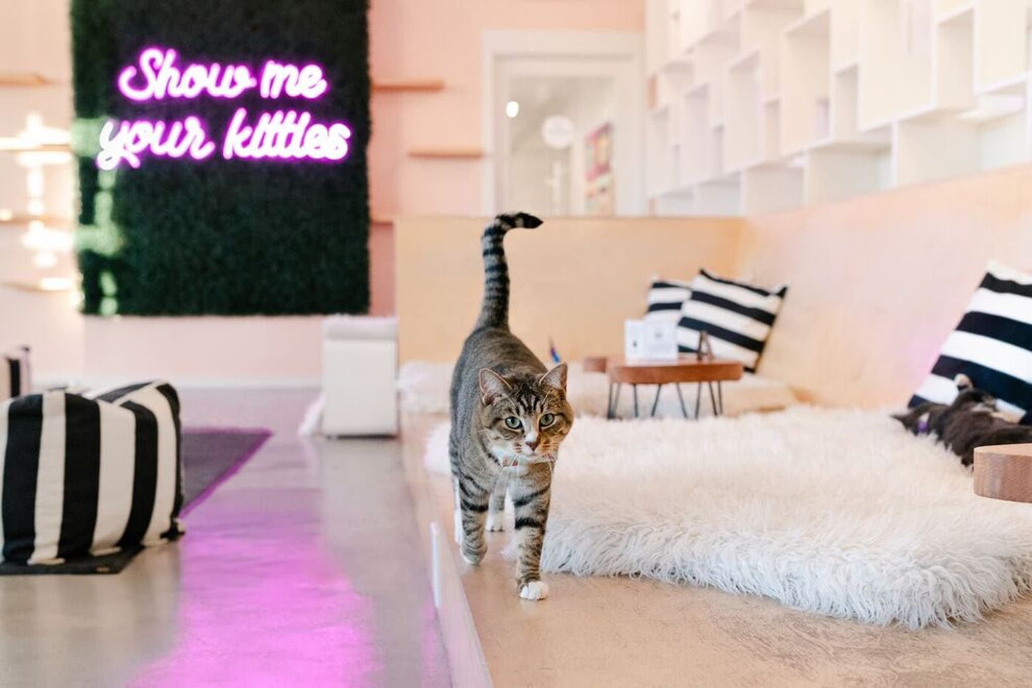 10 of the best cat cafes in the US for coffee and cuddles