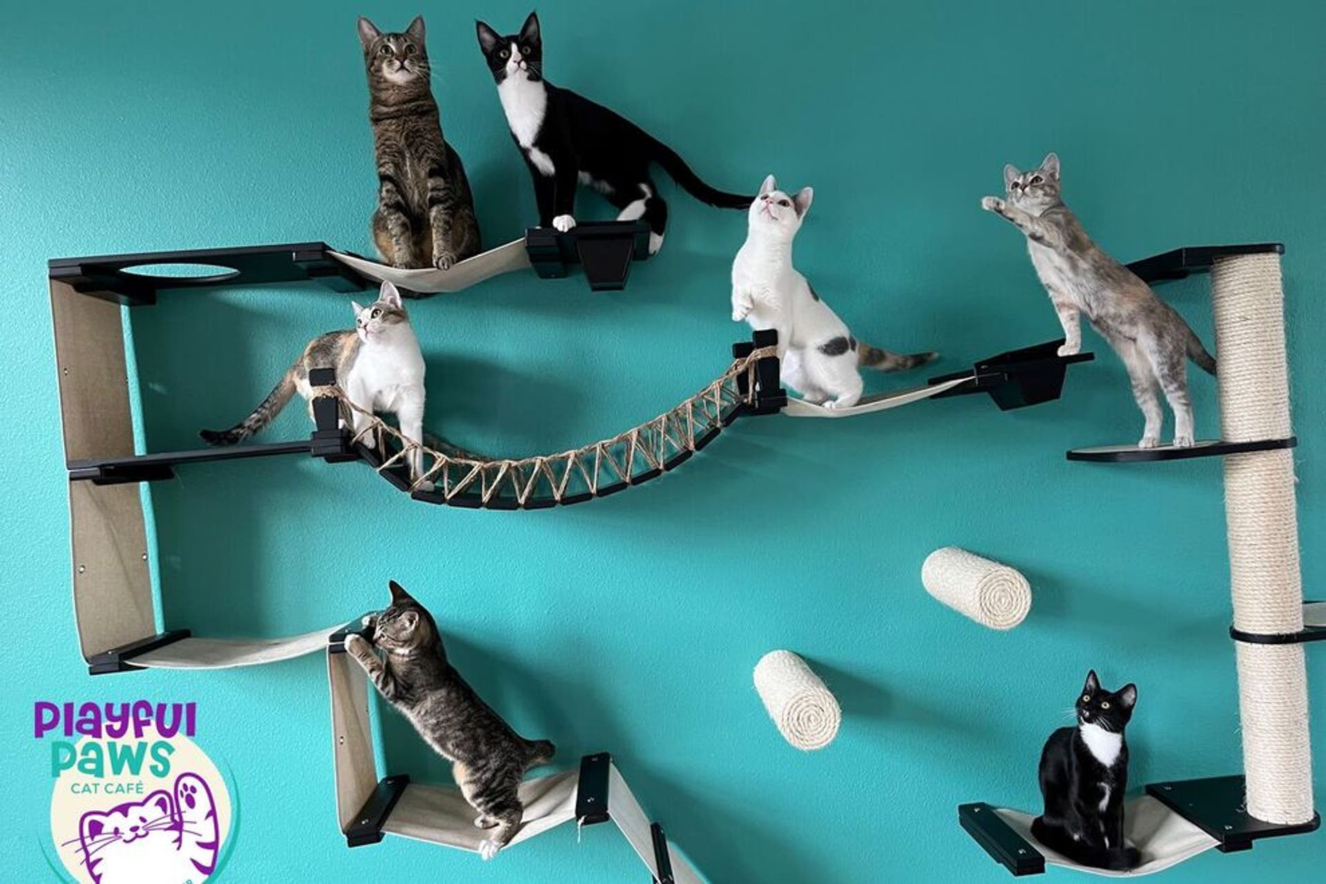 10 of the best cat cafes in the US for coffee and cuddles