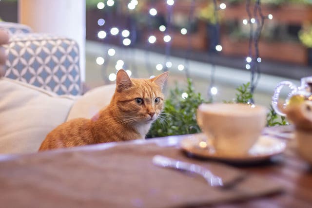 10 of the best cat cafes in the US for coffee and cuddles