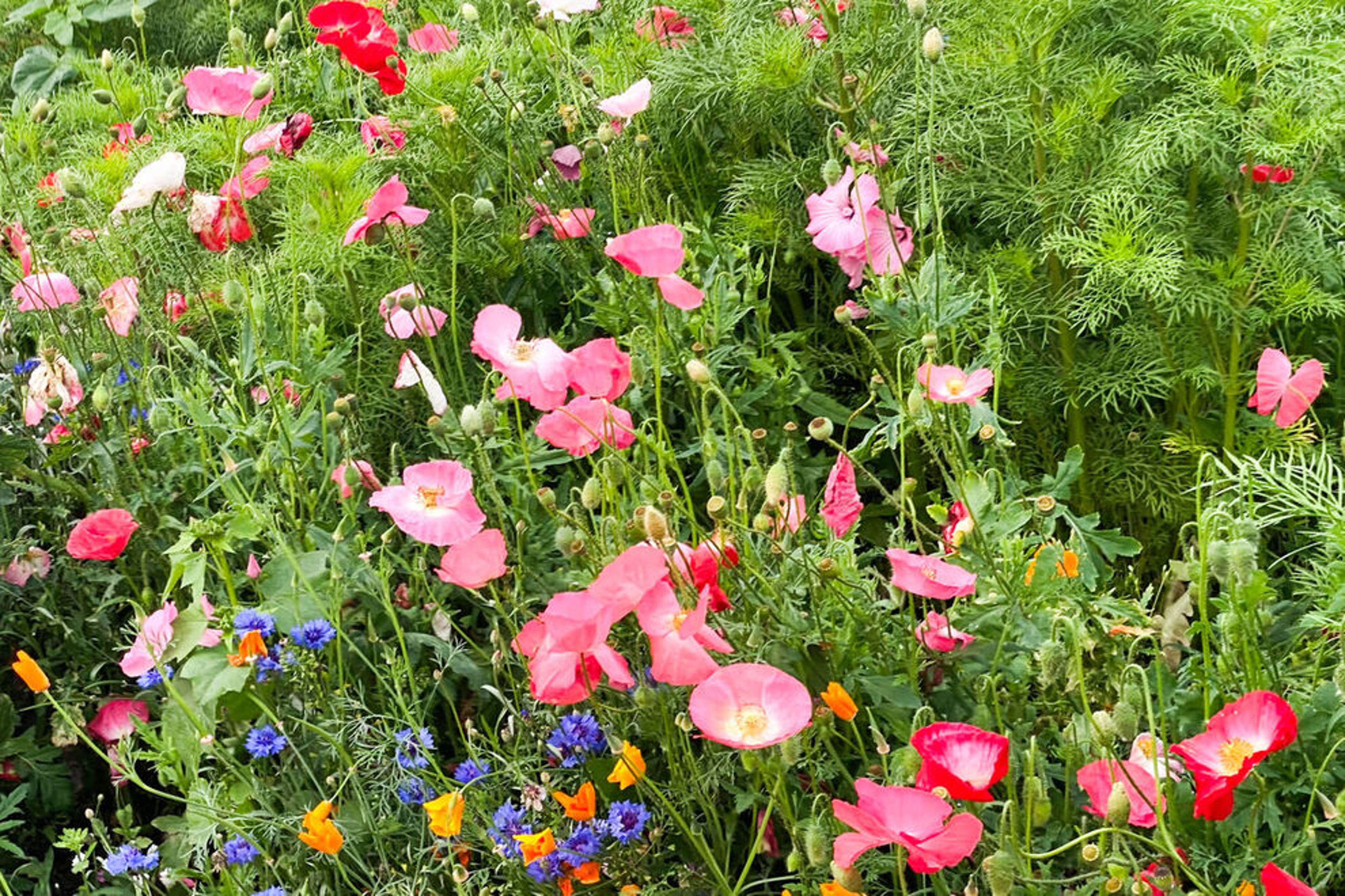 Alaska Botanical Garden