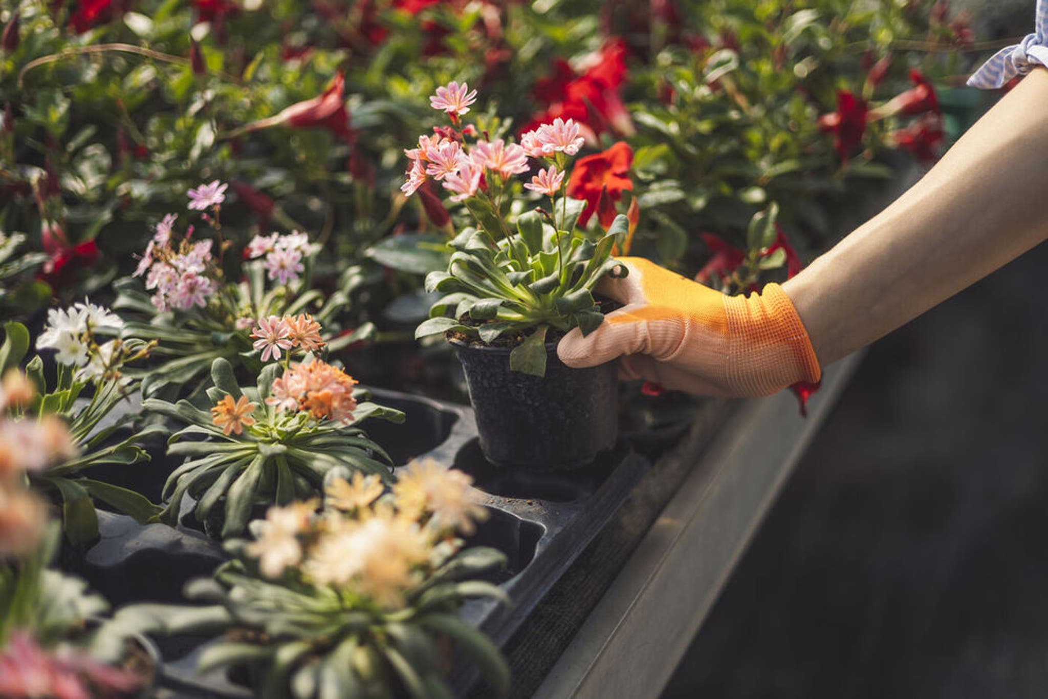 10 best plant nurseries and garden centers in the US
