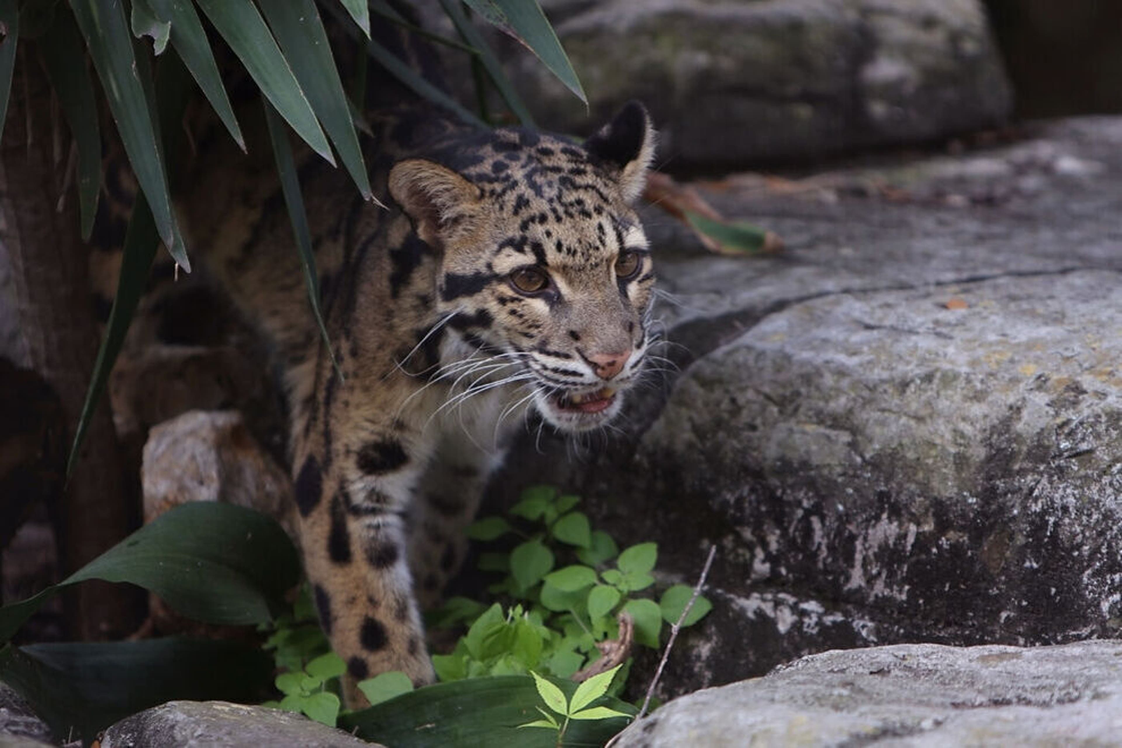 Smithsonian's National Zoo: 2026 USA TODAY 10BEST Readers' Choice Awards