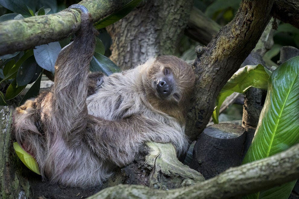 Amazonia at Smithsonian's National Zoo: 2026 USA TODAY 10BEST Readers ...