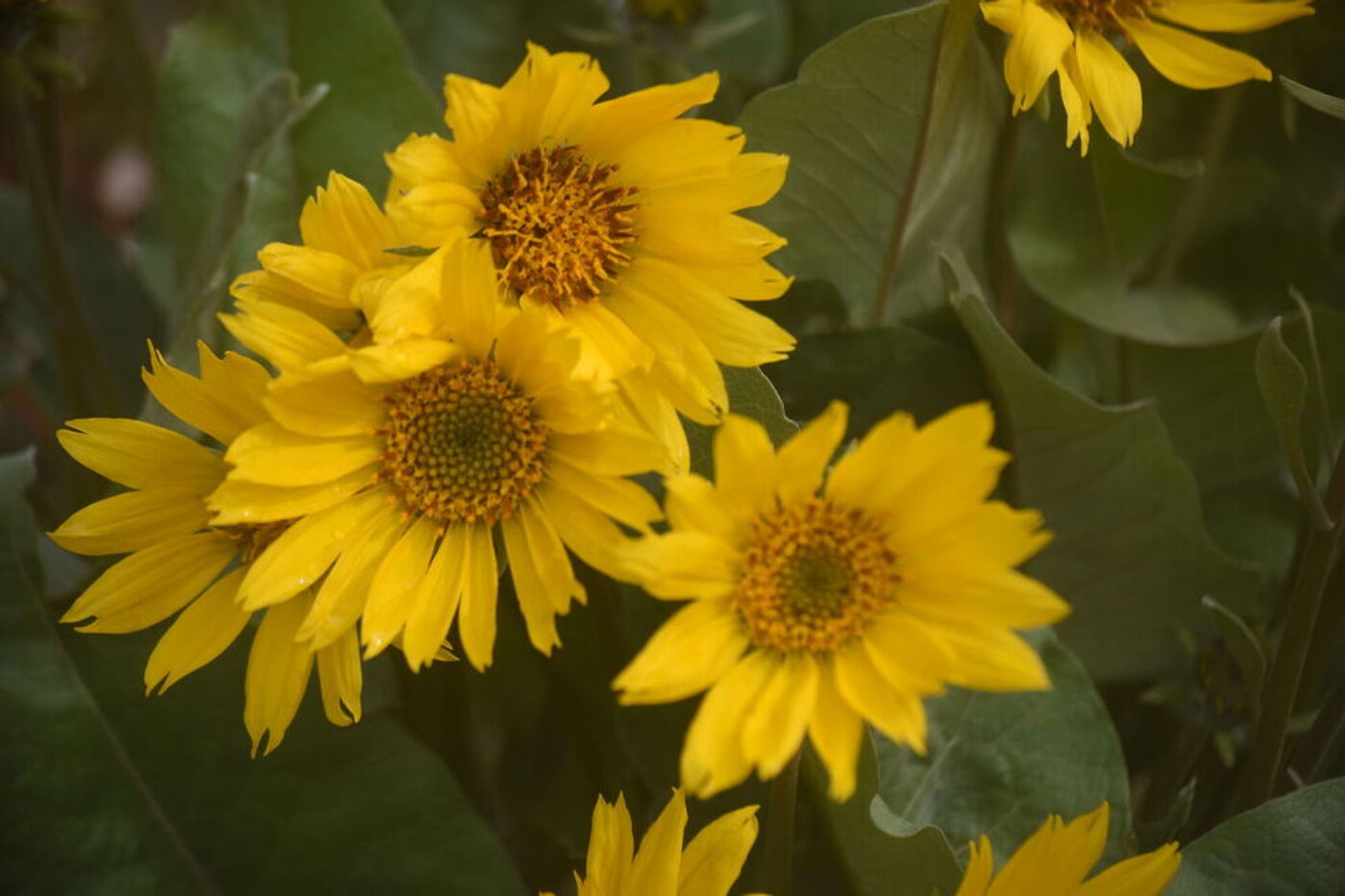 Stop to smell spring flowers in full bloom: 7 stunning US destinations