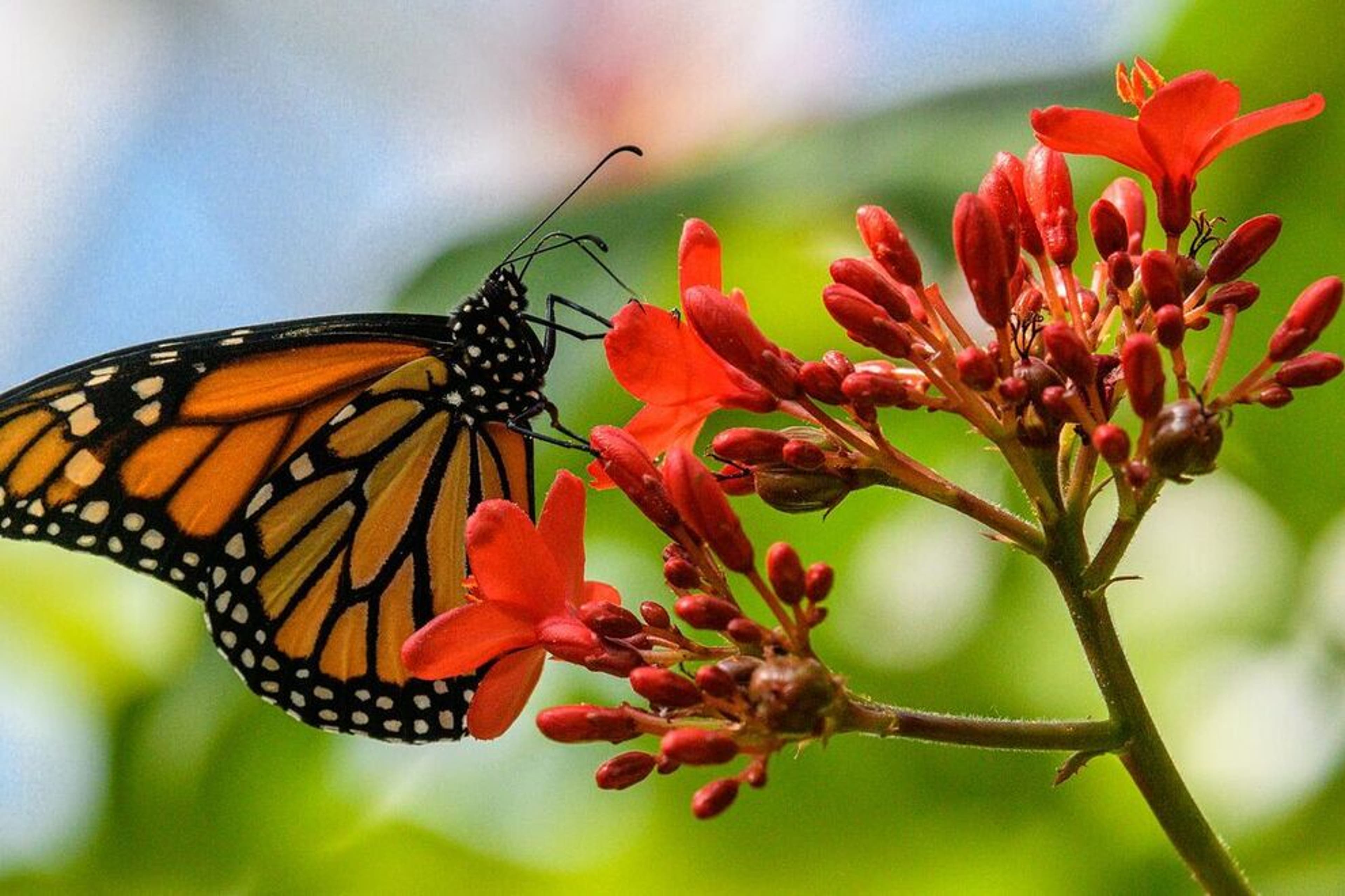 Butterfly Forest at Phipps Conservatory and Botanical Gardens: 2026 USA ...