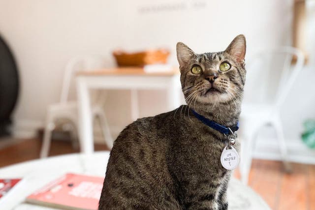 10 best cat cafés in the United States for a cozy time